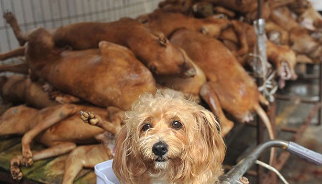 Festival Daging Anjing di Cina Menuai Protes | tempo.co
