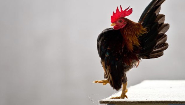 Unik, Kontes Ayam Membusungkan Dada di Malaysia - foto Tempo.co