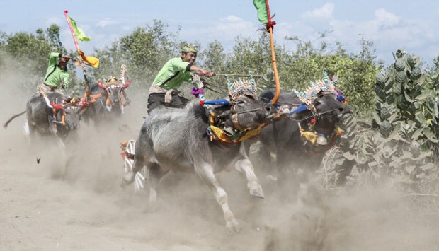 The Makepung Buffalo Competition - En.tempo.co