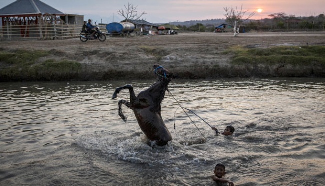 Main Jaran, Tradisi Pacuan Kuda Masyarakat Sumbawa | tempo.co