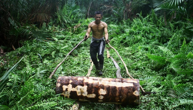 Proses Pembuatan Sagu di Pulau Meranti | tempo.co