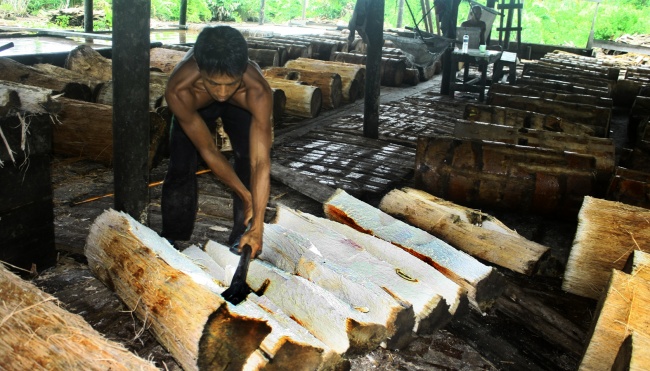 Proses Pembuatan Sagu di Pulau Meranti | tempo.co