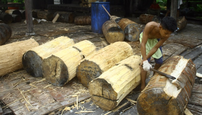 Proses Pembuatan Sagu di Pulau Meranti | tempo.co