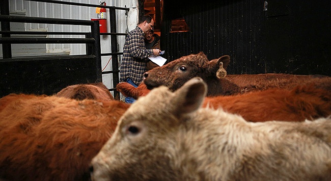 Begini Cara Warga Amerika Lelang Sapi | tempo.co