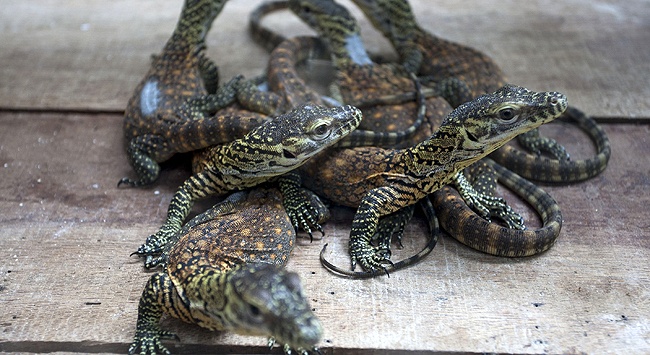 Melihat Bayi Komodo di Kebun Binatang Surabaya | tempo.co