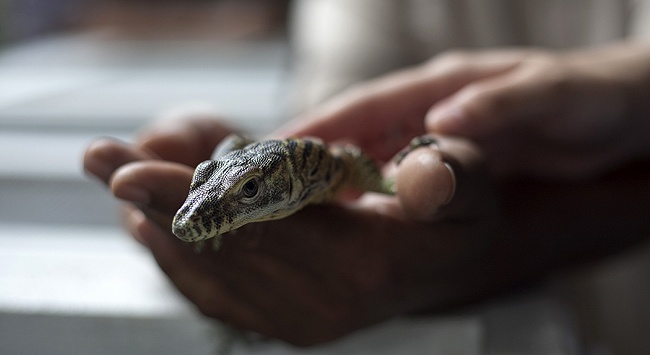 Melihat Bayi Komodo di Kebun Binatang Surabaya | tempo.co