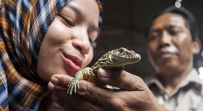 Melihat Bayi Komodo di Kebun Binatang Surabaya | tempo.co