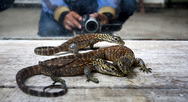 Melihat Bayi Komodo di Kebun Binatang Surabaya | tempo.co