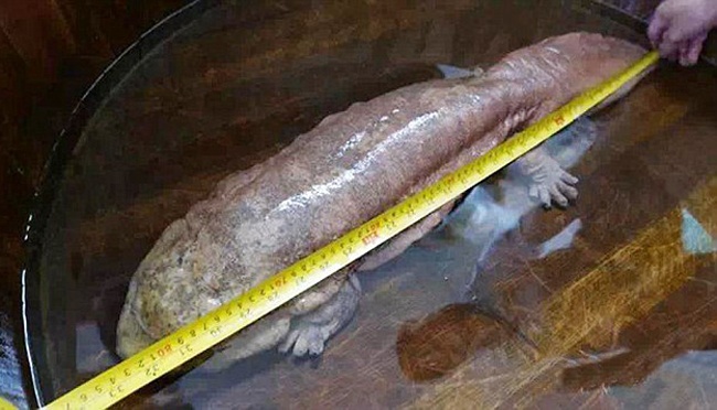 Cina Temukan Salamander Berasal dari 170 Tahun Lalu | tempo.co