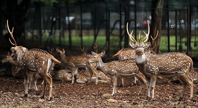 Taman Rusa ini, Menjadi Polemik di DPR | tempo.co