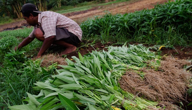 Profesi Petani Mulai Ditinggalkan | tempo.co