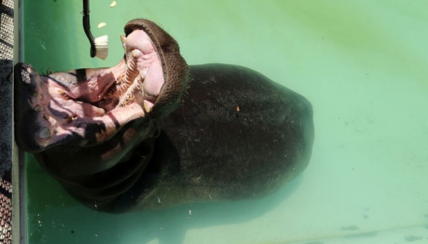 Photos: Zoo Keepers Clean Hippo's Teeth in Japan - foto En.tempo.co