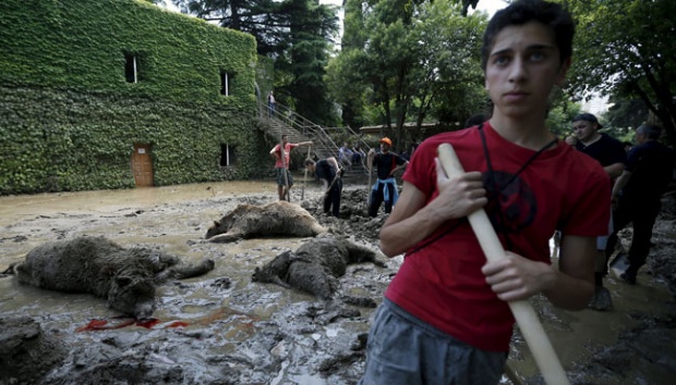 Flash Flooding Georgian Capital Had Destroyed Zoo - foto En.tempo.co