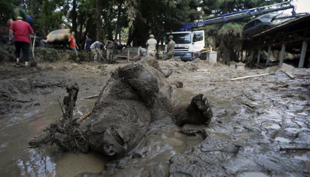 Flash Flooding Georgian Capital Had Destroyed Zoo - foto En.tempo.co
