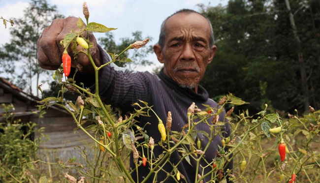 Hama dan Kekeringan Akibatkan Panen Cabe Menurun | tempo.co
