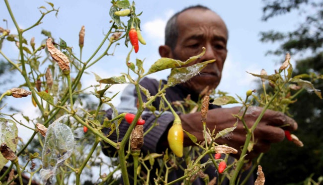 Hama dan Kekeringan Akibatkan Panen Cabe Menurun | tempo.co