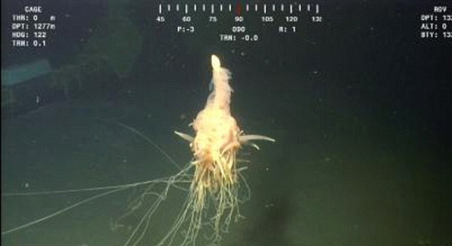 Monster Laut Siphonophore Ditemukan di Laut Angola | tempo.co
