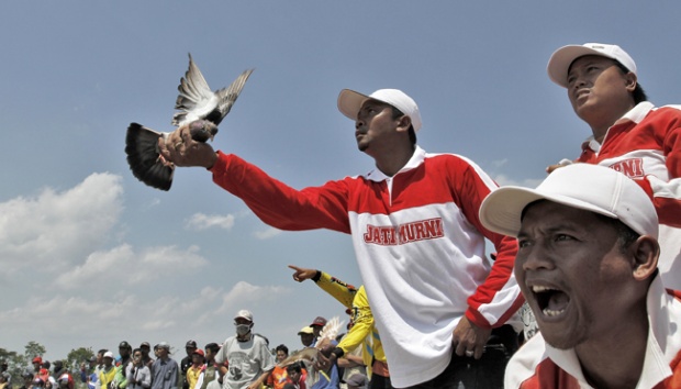 Serunya Lomba Balap Merpati Tingkat Nasional - foto Tempo.co