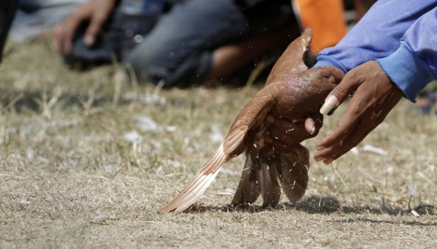 Serunya Lomba Balap Merpati Tingkat Nasional - foto Tempo.co