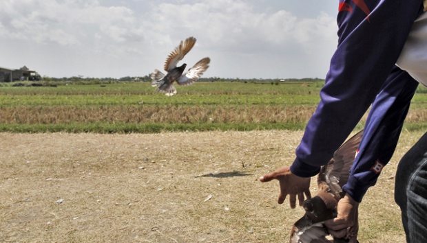 Serunya Lomba Balap Merpati Tingkat Nasional - foto Tempo.co