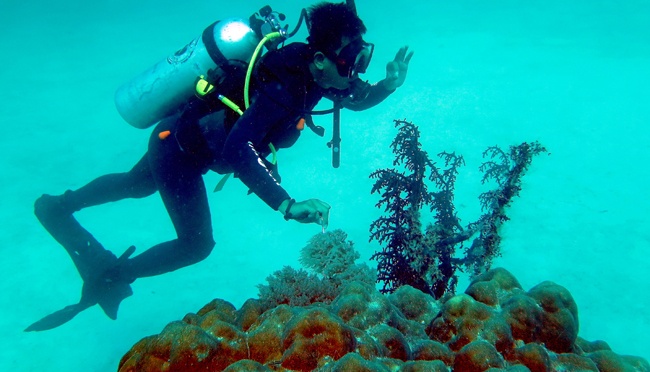 Melihat Keindahan Bawah Laut Cagar Biosfer Dunia | tempo.co