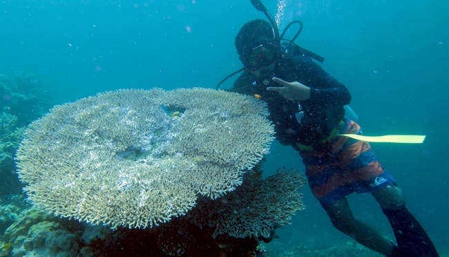 Melihat Keindahan Bawah Laut Cagar Biosfer Dunia | tempo.co