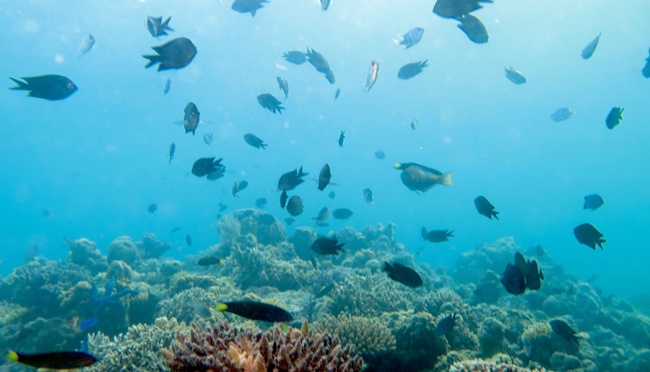 Melihat Keindahan Bawah Laut Cagar Biosfer Dunia | tempo.co