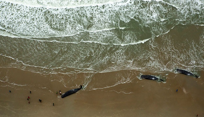 5 Bangkai Paus Bergigi Terbesar Terdampar di Tepi Pantai Belanda | tempo.co