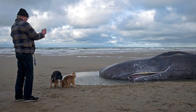 5 Bangkai Paus Bergigi Terbesar Terdampar di Tepi Pantai Belanda | tempo.co