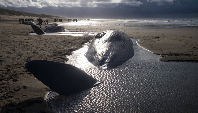 5 Bangkai Paus Bergigi Terbesar Terdampar di Tepi Pantai Belanda | tempo.co
