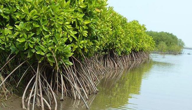 Wisata Pesisir, Mangrove Bantul Dilengkapi Menara Pandang | tempo.co