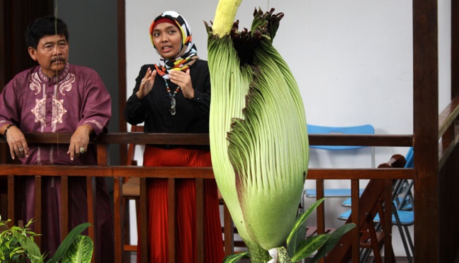 Wow, Bunga Bangkai dalam Pot di Kebun Raya Bogor Hampir Mekar | tempo.co