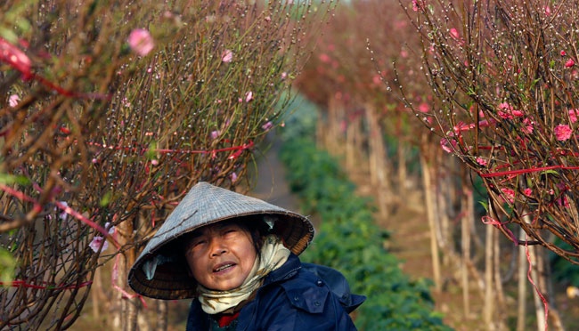 Bunga Persik Diburu Pembeli Jelang Imlek di Vietnam | tempo.co