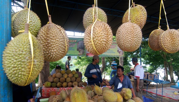 Interesting Facts About Durian, Its Trees Can Live Up to 100 Years ...