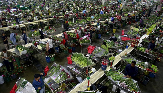 Intip Perkebunan Bunga untuk Persiapan Hari Valentine | tempo.co