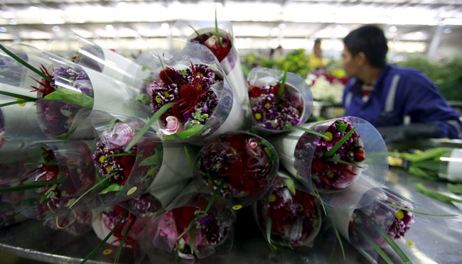 Intip Perkebunan Bunga untuk Persiapan Hari Valentine | tempo.co