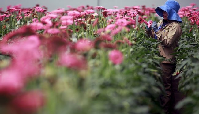Intip Perkebunan Bunga untuk Persiapan Hari Valentine | tempo.co