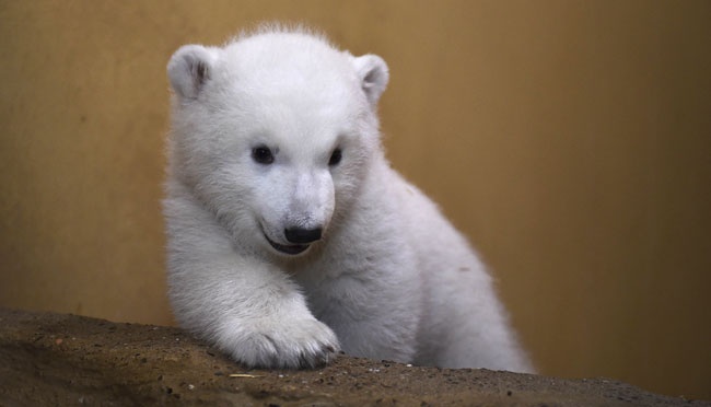 Lucunya Anak Beruang Kutub di Bremen Zoo | tempo.co