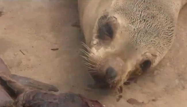 Memilukan, Induk Singa Laut Terus Menangisi Anaknya yang Mati | tempo.co