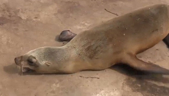 Memilukan, Induk Singa Laut Terus Menangisi Anaknya yang Mati | tempo.co