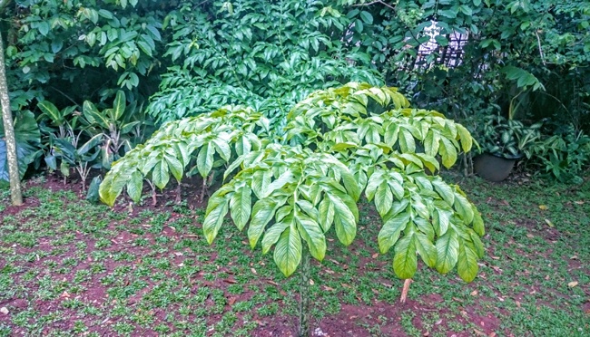 Bunga Bangkai Tertinggi ada di Rumah Perubahan | tempo.co