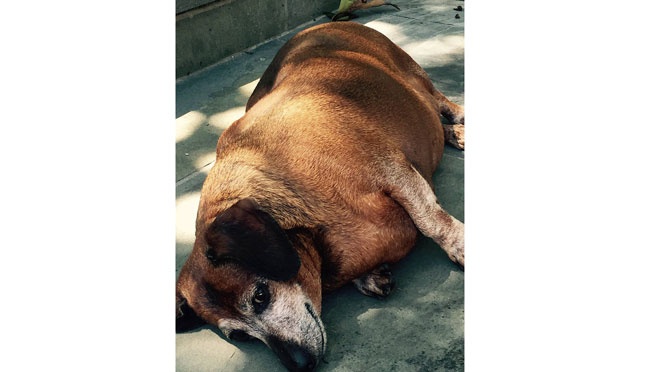Anjing Obesitas Ini Berhasil Miliki Tubuh Ideal dengan Berdiet | tempo.co