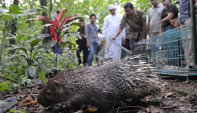Pelepasliaran Landak Jawa dan Elang di Hutan Adat Bali | tempo.co