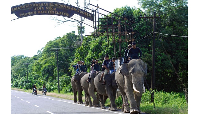 Kiprah Pasukan Gajah Pelindung Warga di Aceh | tempo.co