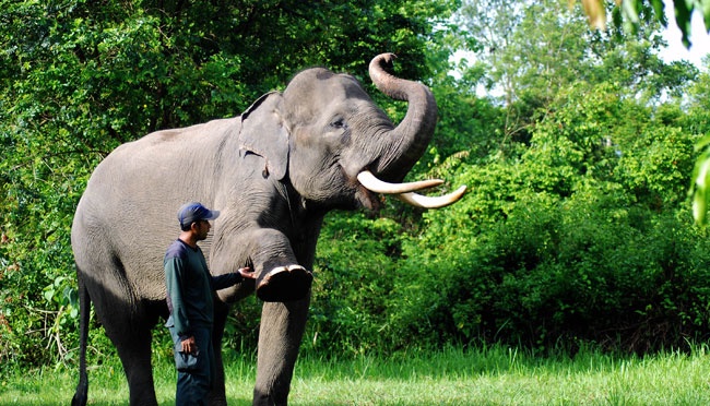 Kiprah Pasukan Gajah Pelindung Warga di Aceh | tempo.co