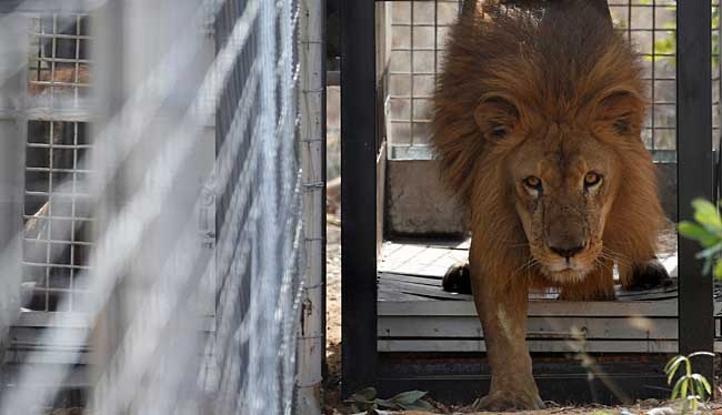 Sebanyak 33 Singa Sirkus dari Peru dan Kolombia Dilepas di Afrika ...