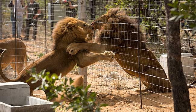 Sebanyak 33 Singa Sirkus dari Peru dan Kolombia Dilepas di Afrika ...