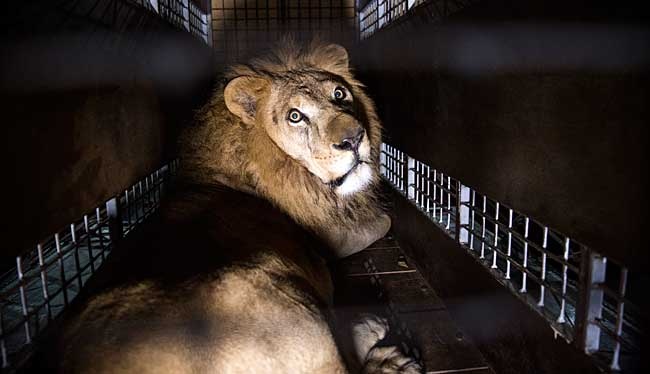 Sebanyak 33 Singa Sirkus dari Peru dan Kolombia Dilepas di Afrika ...