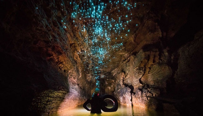 Unik, Ribuan Cacing Mampu Terangi Gelapnya Goa Waitomo | tempo.co