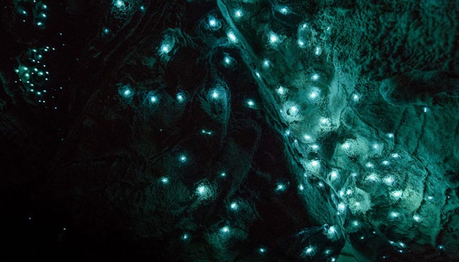 Unik, Ribuan Cacing Mampu Terangi Gelapnya Goa Waitomo | tempo.co